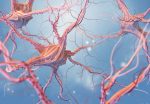Decussation of brain fibers: the anatomy of the brain - NeuroAiD™