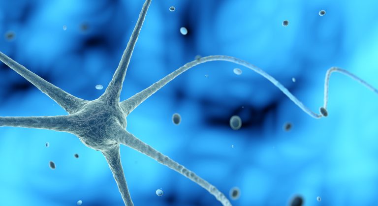Decussation of brain fibers: the anatomy of the brain - NeuroAiD™